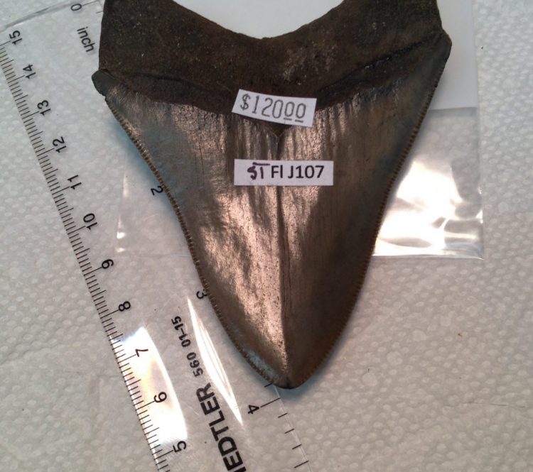 Meg / Shark Teeth / Fossil Archives - Fossils & Artifacts for Sale ...