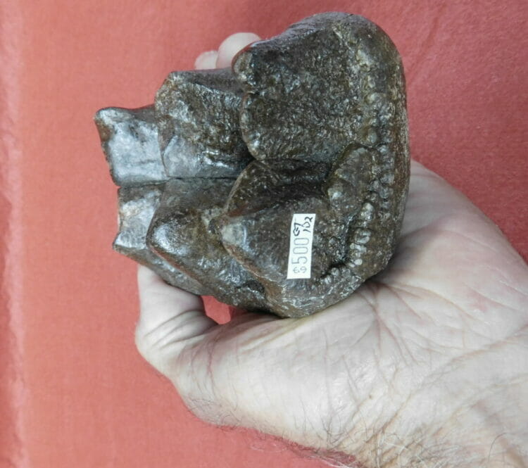 Gomphothere Tooth Fossil Very Nice - Fossils & Artifacts for Sale ...