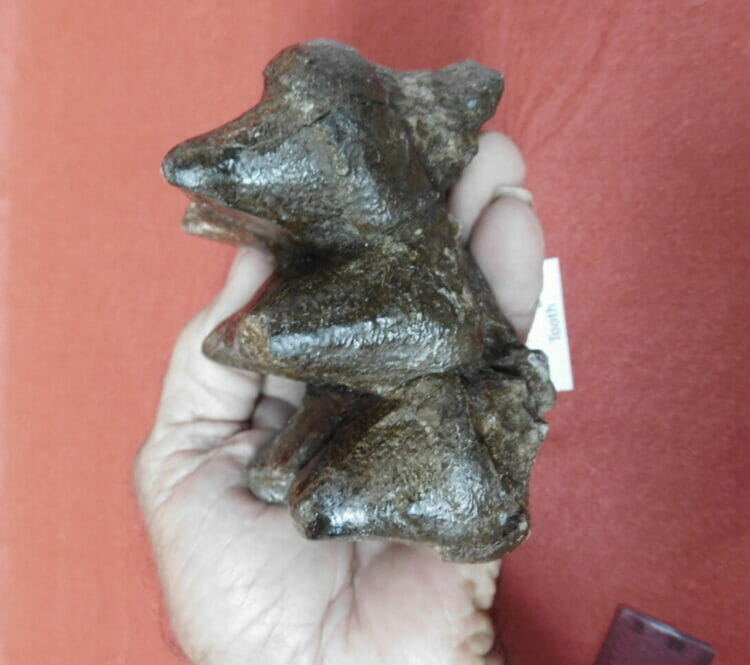 Gomphothere Tooth Fossil Very Nice - Fossils & Artifacts for Sale ...