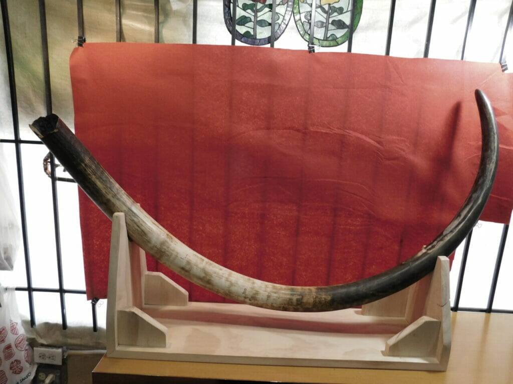 Complete Fossil Mastodon Tusk - Fossils & Artifacts for Sale | Paleo ...