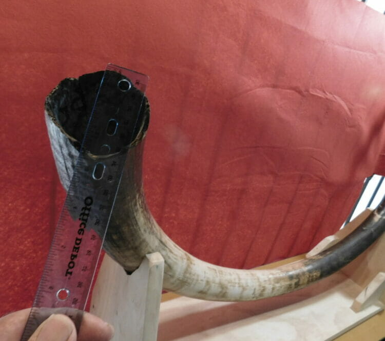 Complete Fossil Mastodon Tusk - Fossils & Artifacts for Sale | Paleo ...