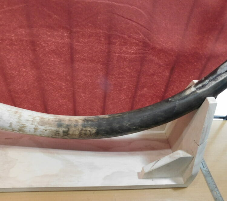 Complete Fossil Mastodon Tusk - Fossils & Artifacts for Sale | Paleo ...