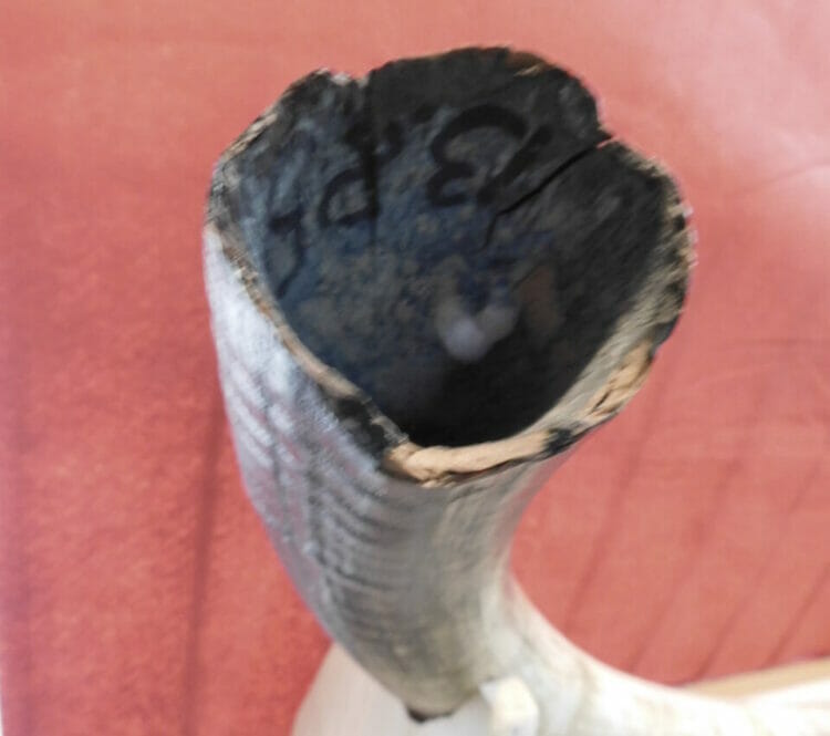 Complete Fossil Mastodon Tusk - Fossils & Artifacts for Sale | Paleo ...