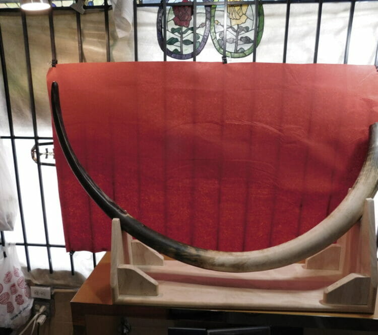 Complete Fossil Mastodon Tusk - Fossils & Artifacts for Sale | Paleo ...