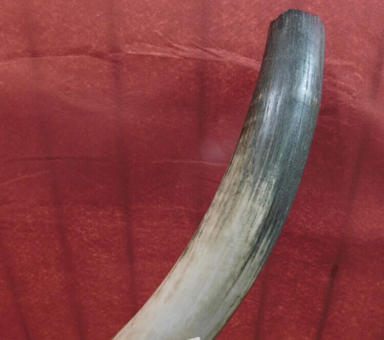 Complete Fossil Mastodon Tusk - Fossils & Artifacts for Sale | Paleo ...
