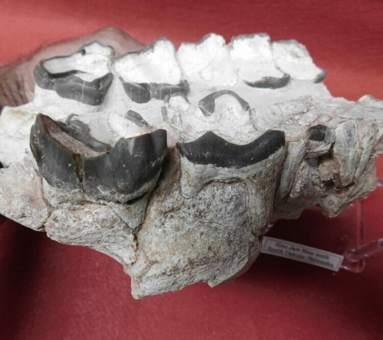 Fossil Rhino Jaw Fossil Teeth - Fossils & Artifacts for Sale | Paleo ...