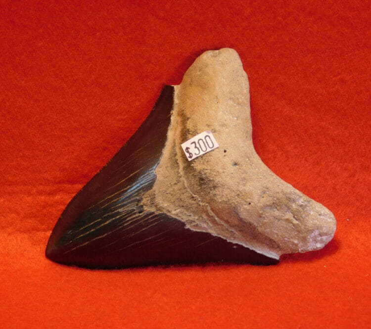3 5/8" Megalodon Tooth / Shark Tooth / Fossil - Fossils & Artifacts for ...