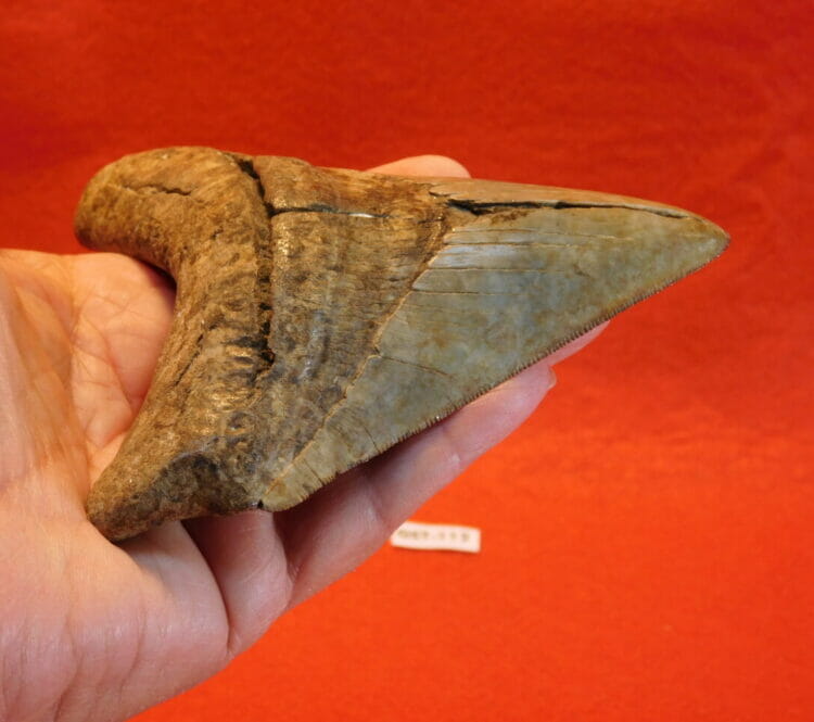 4 1/2" Megalodon Tooth / Shark Tooth / Fossil - Fossils & Artifacts for ...