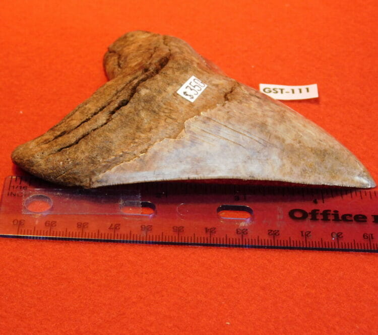 4 3/4" Megalodon Tooth / Shark Tooth / Fossil - Fossils & Artifacts for ...