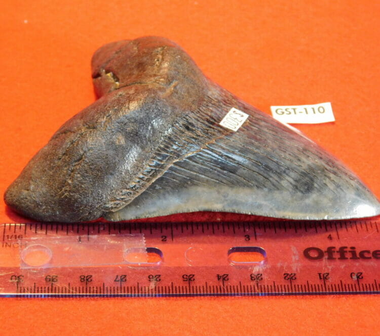 4 5/8" Megalodon Tooth / Shark Tooth / Fossil - Fossils & Artifacts for ...