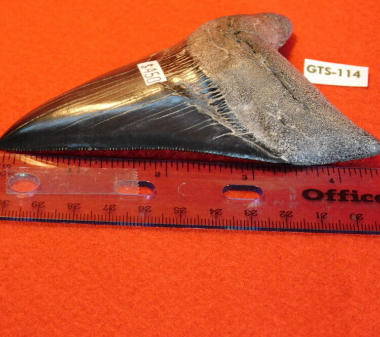4 9/16" Megalodon Tooth / Bone Valley Shark Tooth - Fossils & Artifacts ...
