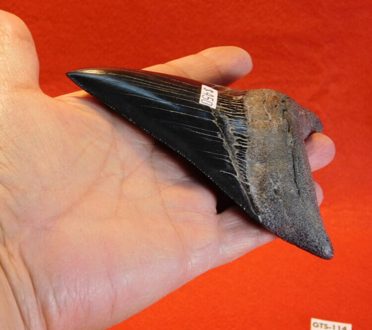 4 9/16" Megalodon Tooth / Bone Valley Shark Tooth - Fossils & Artifacts ...
