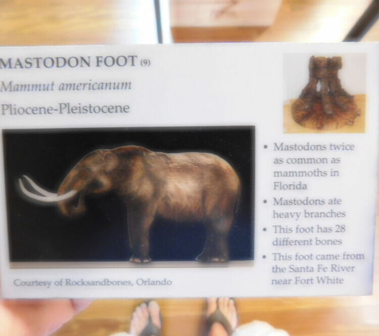 Fossil Woolly Mammoth Tarsals - Fossils & Artifacts for Sale | Paleo ...