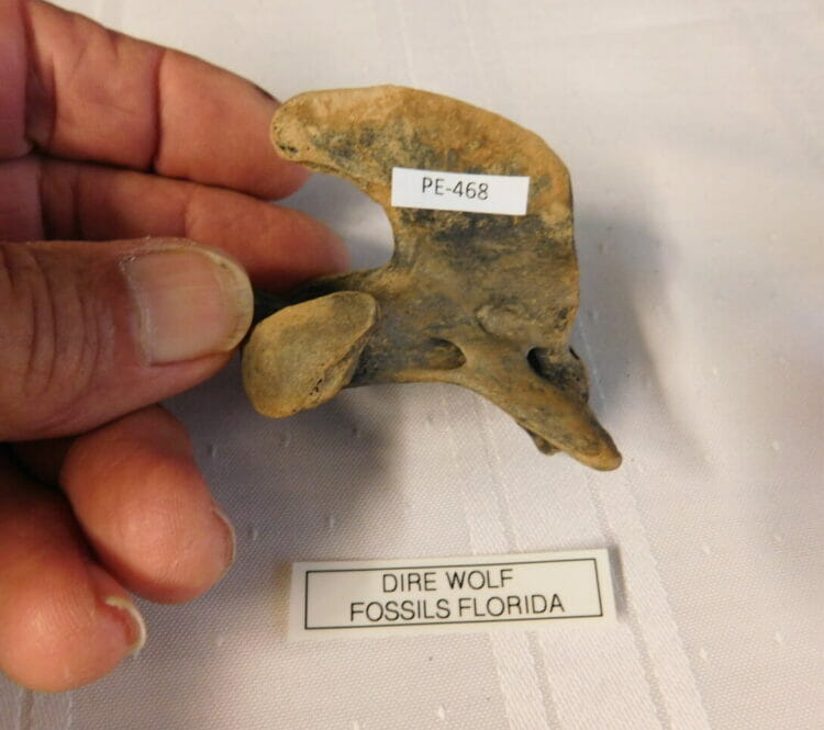 Dire Wolf Fossil Atlas Vertebra - Fossils & Artifacts for Sale | Paleo ...