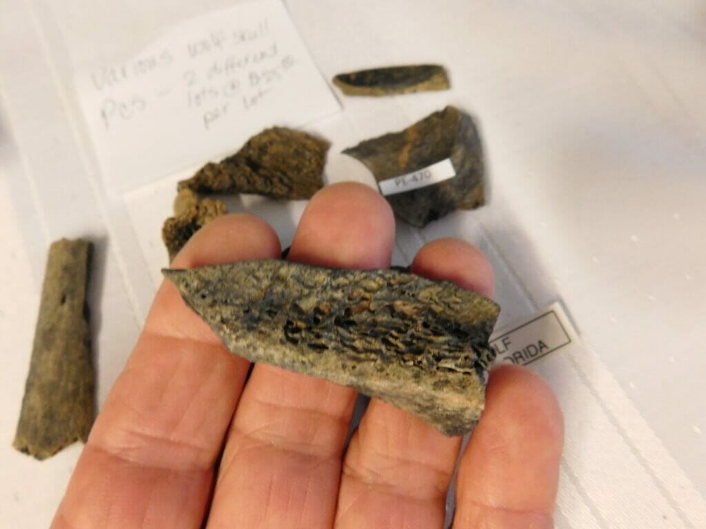 Dire Wolf Fossil Skull Bone Parts Fossil - Fossils & Artifacts for Sale ...