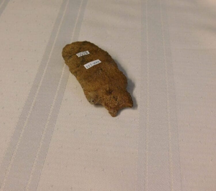 Fl. Simpson Bull Tongue artifact - Fossils & Artifacts for Sale | Paleo ...
