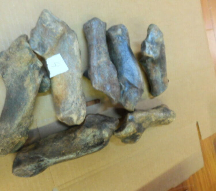 Fossil Bison Heel Bones - Calcaneus - Fossils & Artifacts for Sale ...