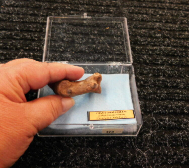 Giant Armadillo Toe Bone - Fossils & Artifacts for Sale | Paleo Enterprises