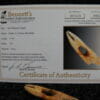 Inuit Harpoon Toggle- CERTIFIED - Fossils & Artifacts for Sale | Paleo ...