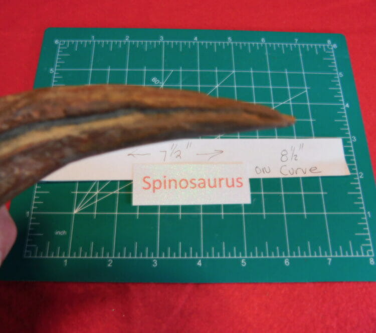 Spinosaurus Hand Claw - Fossils & Artifacts for Sale | Paleo Enterprises