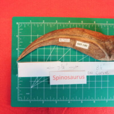 Spinosaurus Hand Claw - Fossils & Artifacts for Sale | Paleo Enterprises