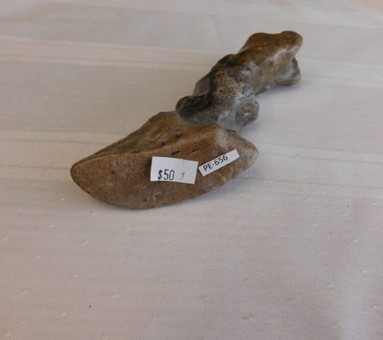 Fossil Bison Toe Bones - 3pc Bones - Fossils & Artifacts for Sale ...