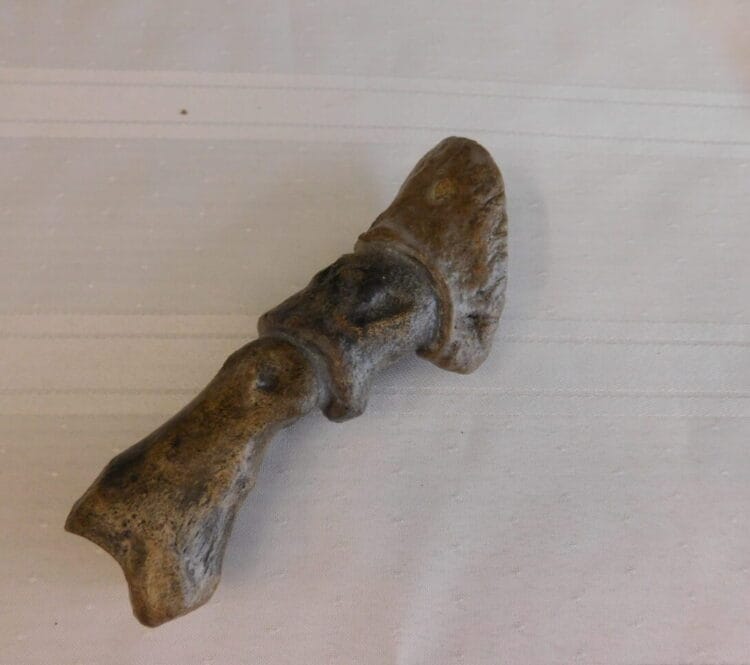 Fossil Bison Toe Bones - 3pc Bones - Fossils & Artifacts for Sale ...