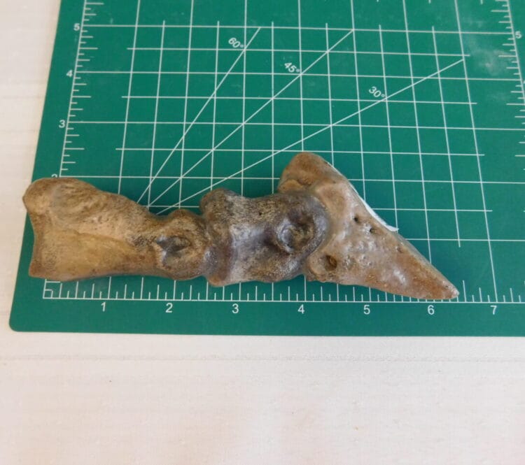Fossil Bison Toe Bones - 3pc Bones - Fossils & Artifacts for Sale ...