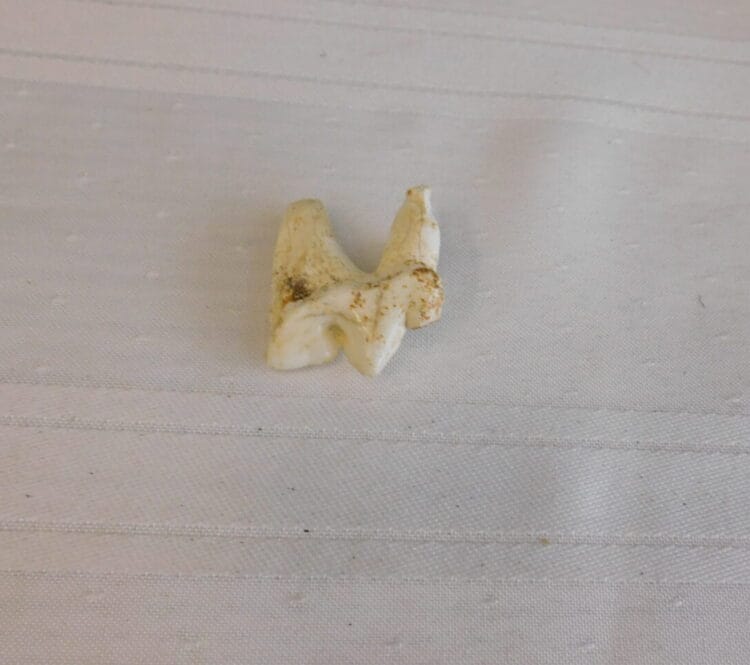 Miocene Lion Molar tooth - China - Fossils & Artifacts for Sale | Paleo ...