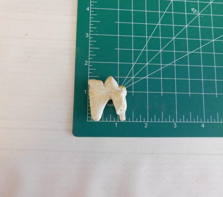 Miocene Lion Molar tooth - China - Fossils & Artifacts for Sale | Paleo ...