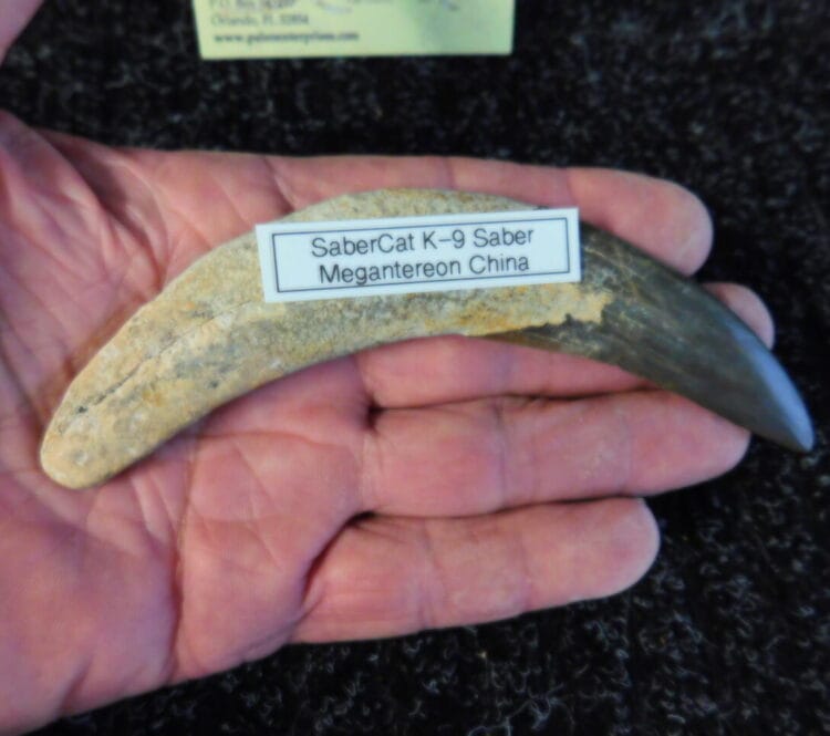 6" Sabercat Tooth K9 - Fossils & Artifacts for Sale | Paleo Enterprises