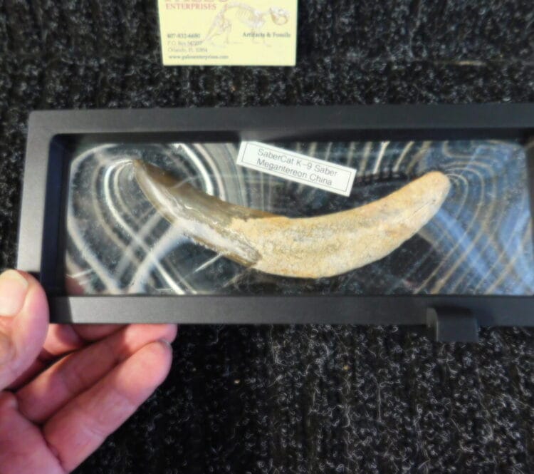 6" Sabercat Tooth K9 - Fossils & Artifacts for Sale | Paleo Enterprises