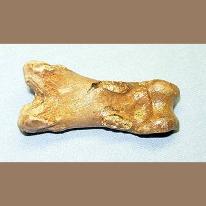 American Lion Phalange Fossil - Fossils & Artifacts for Sale | Paleo ...
