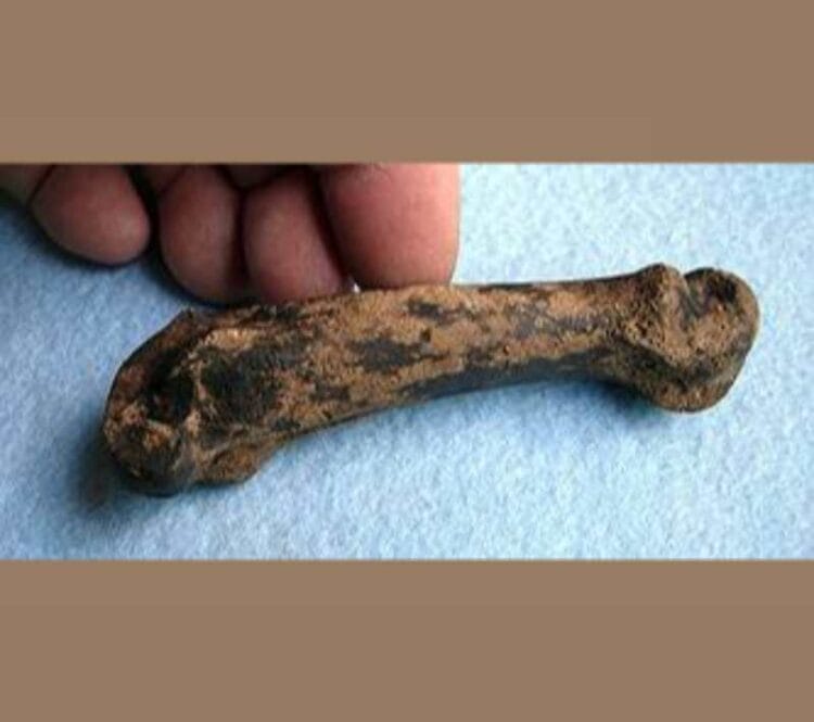 Lion Fossils Archives - Fossils & Artifacts for Sale | Paleo Enterprises