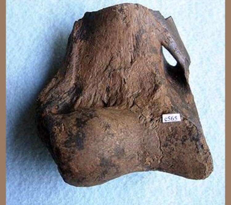 Lion Fossils Archives - Fossils & Artifacts for Sale | Paleo Enterprises