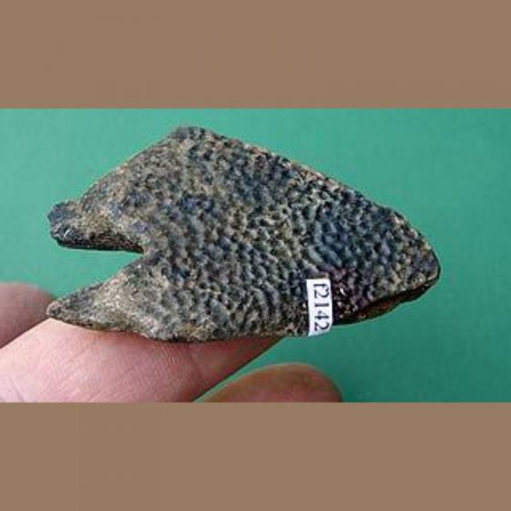 Softshelled Turtle Fossil - Fossils & Artifacts for Sale | Paleo ...
