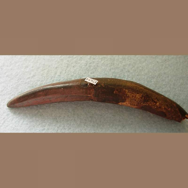 Florida Panther Fossils Archives - Fossils & Artifacts for Sale | Paleo ...