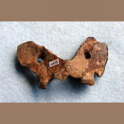 Wolf & Dog Fossils Archives - Fossils & Artifacts for Sale | Paleo ...