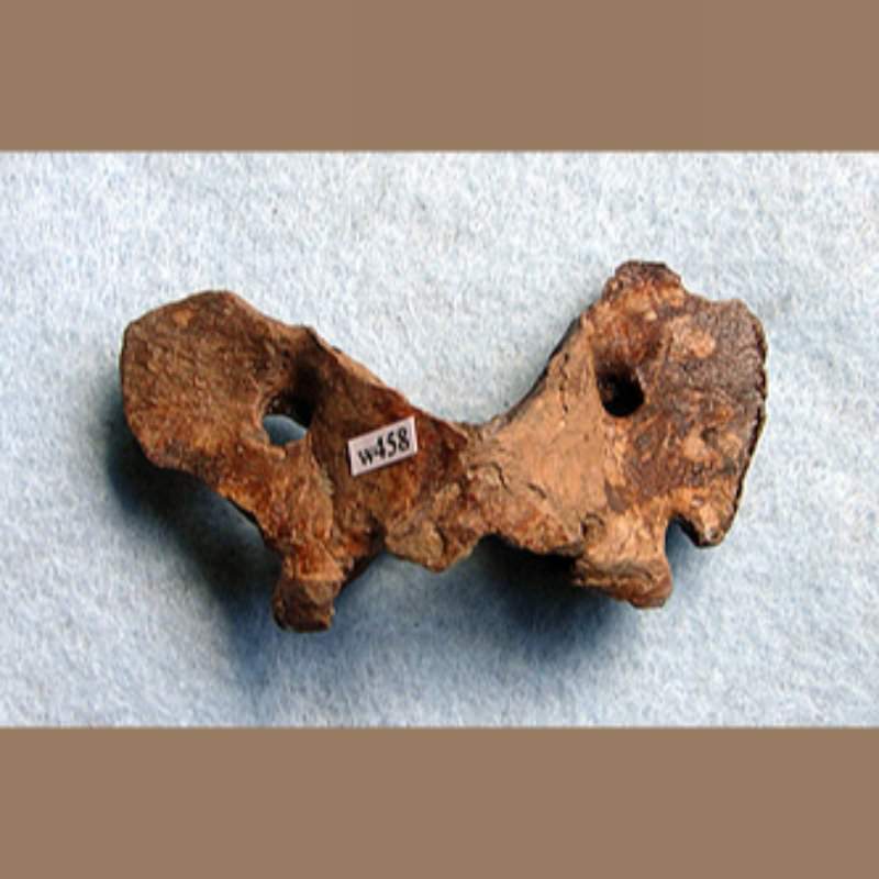 Coyote Atlas Fossil - Fossils & Artifacts for Sale | Paleo Enterprises