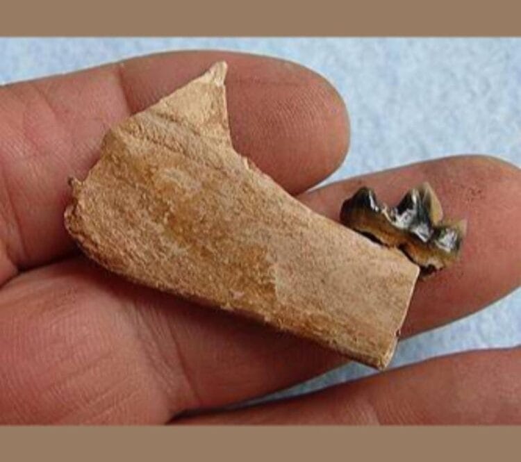 Wolf & Dog Fossils Archives - Fossils & Artifacts for Sale | Paleo ...