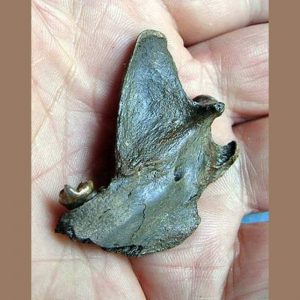 Wolf & Dog Fossils Archives - Fossils & Artifacts for Sale | Paleo ...