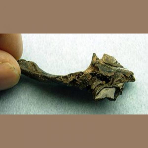 Wolf & Dog Fossils Archives - Fossils & Artifacts for Sale | Paleo ...