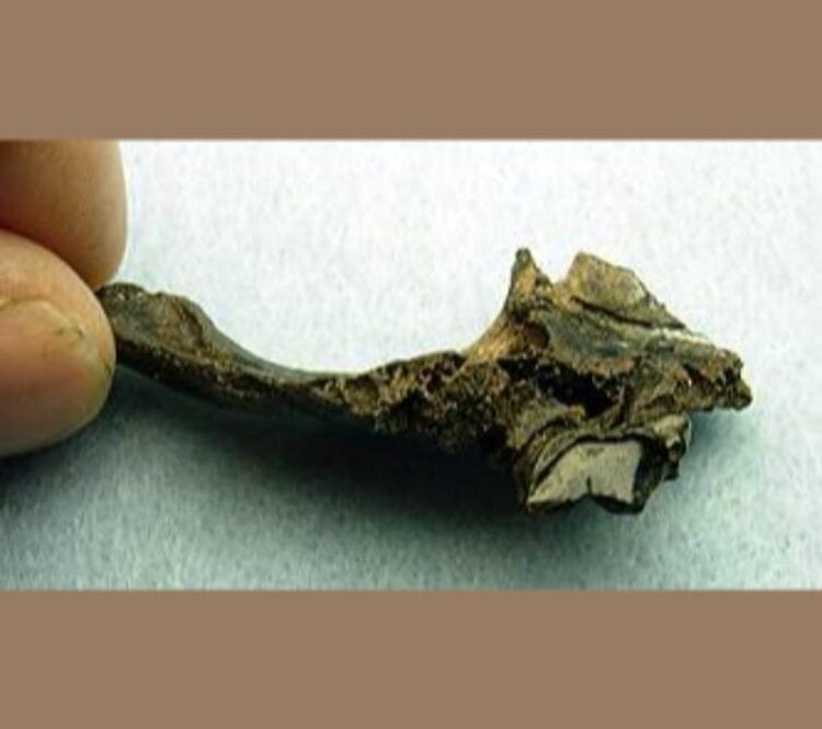 Wolf & Dog Fossils Archives - Fossils & Artifacts for Sale | Paleo ...