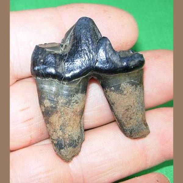 Wolf & Dog Fossils Archives - Fossils & Artifacts for Sale | Paleo ...